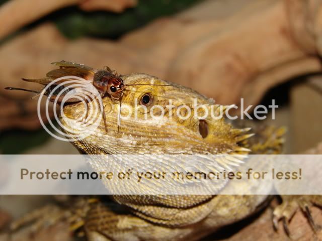 Photo's of my lizards | Reptile Forums