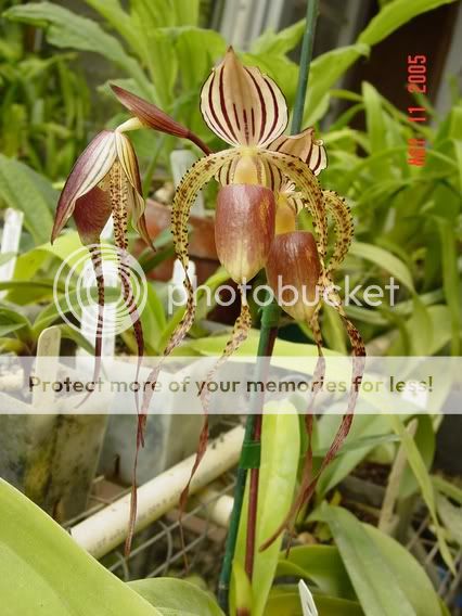 Paph. Sander's Pride Progression | Slippertalk Orchid Forum