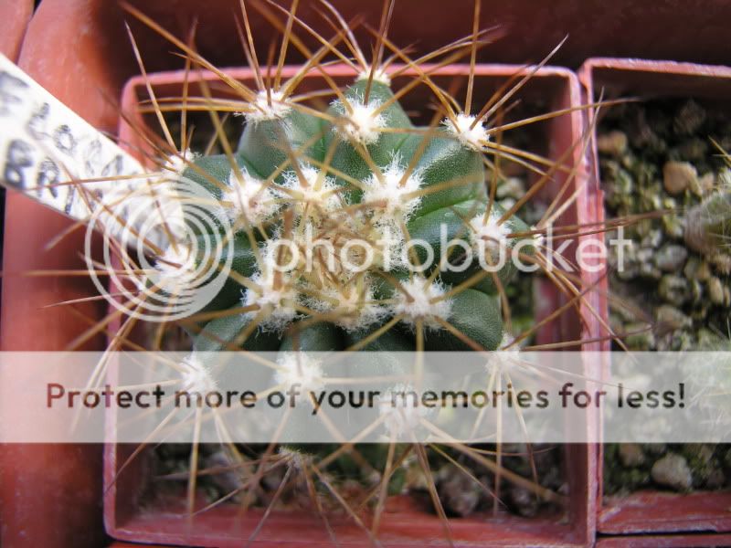 Melocacti - CactiGuide.com